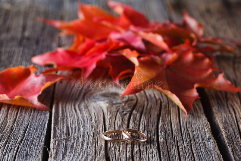 Wedding Rings on Fall Leaves Stock Photo - Image of rings, bride: 13279072