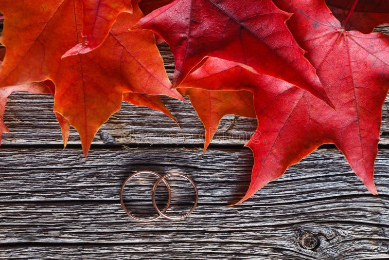 Wedding Rings on Fall Leaves Stock Photo - Image of rings, bride: 13279072