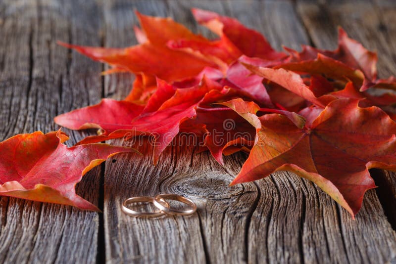 Wedding Rings on Fall Leaves Stock Photo - Image of rings, bride: 13279072