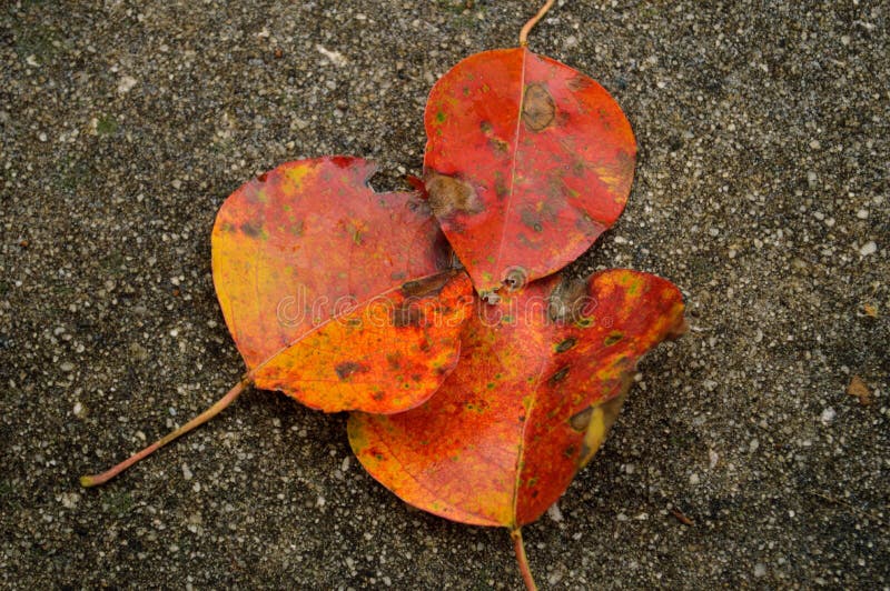 1,689 Popcorn Tree Stock Photos - Free & Royalty-Free Stock Photos from ...