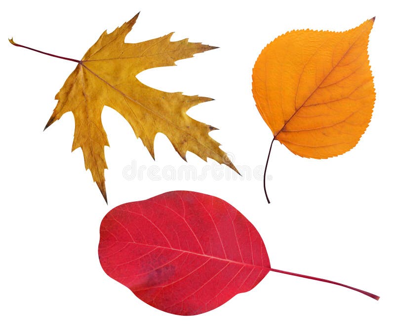 Fall Free Stock Photos & Pictures, Fall Royalty-Free and Public Domain ...