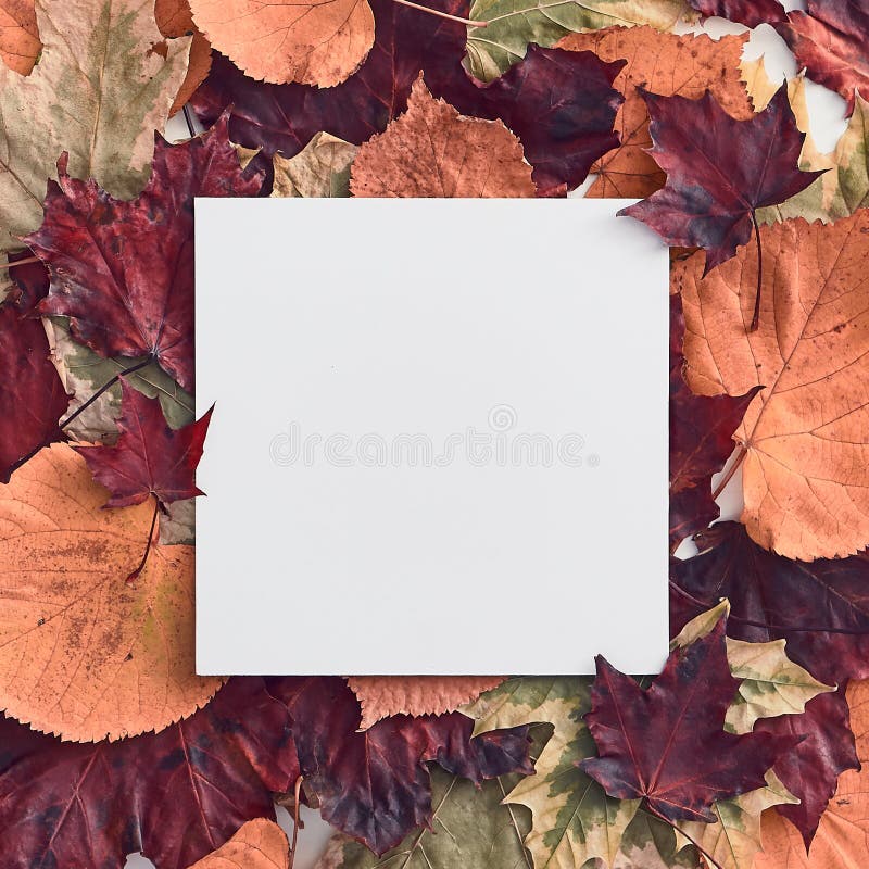 Fall Leaves with White Square Background Stock Photo - Image of ...