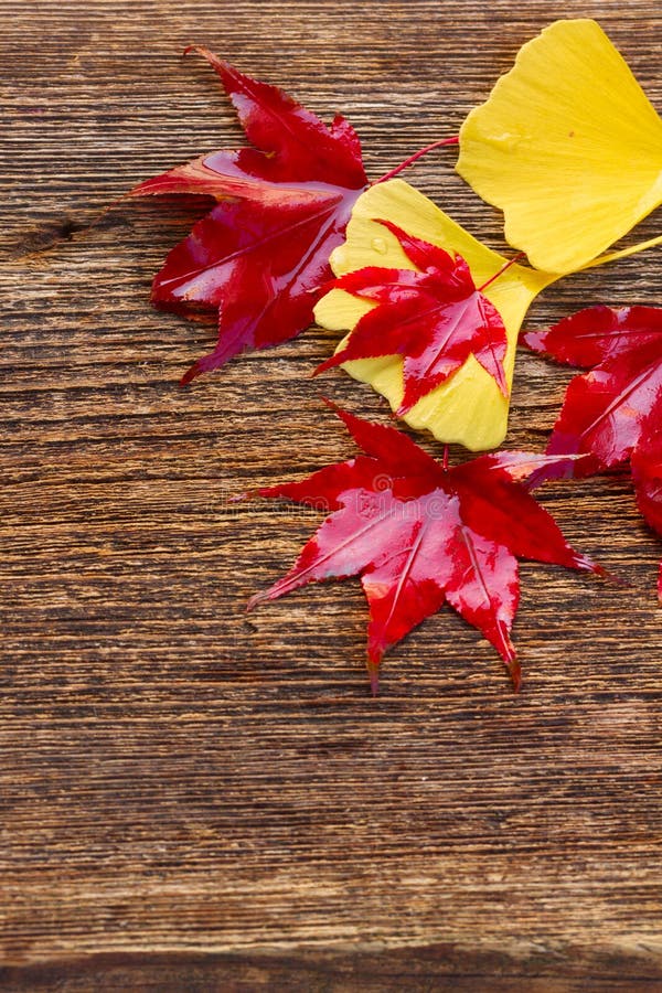 Yellow Gingco Stock Photos - Free & Royalty-Free Stock Photos from ...