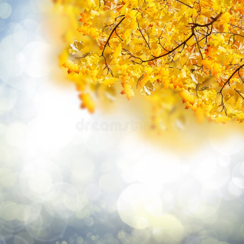 Fall leaves stock image. Image of blue, maple, defocus - 41830967