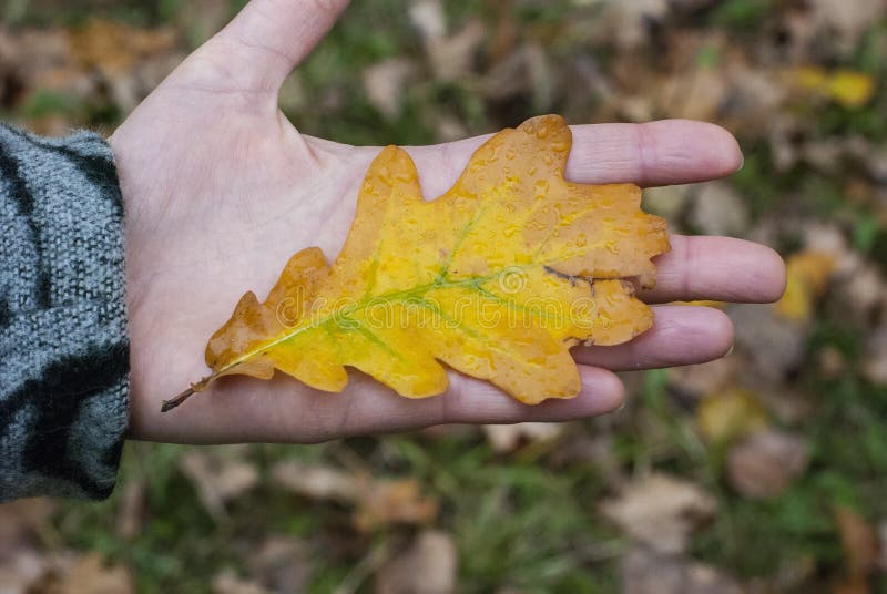 Fall of life stock image. Image of clay, pure, leaf, environmental ...