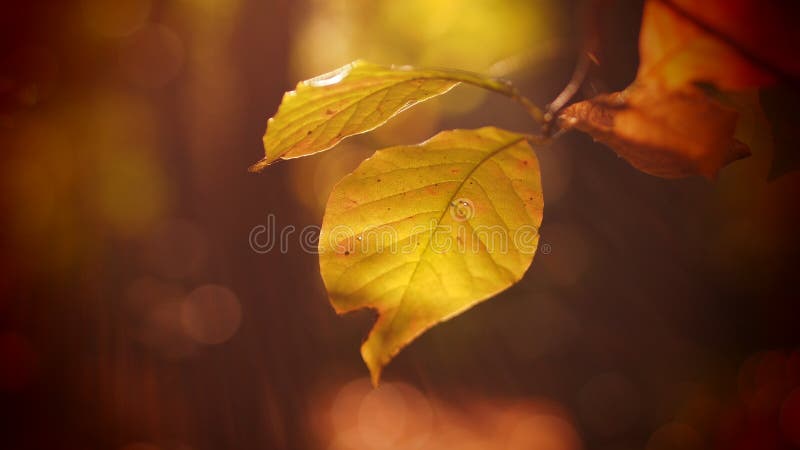 Fall light stock photo. Image of trees, blurs, hiking - 34582106