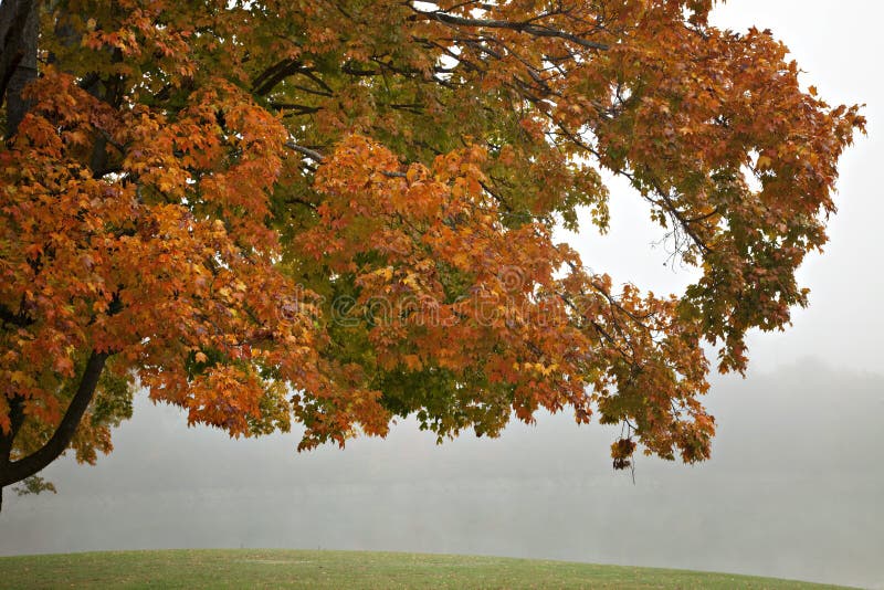Fall limbs in fog stock photo. Image of forest, leaves - 11985542