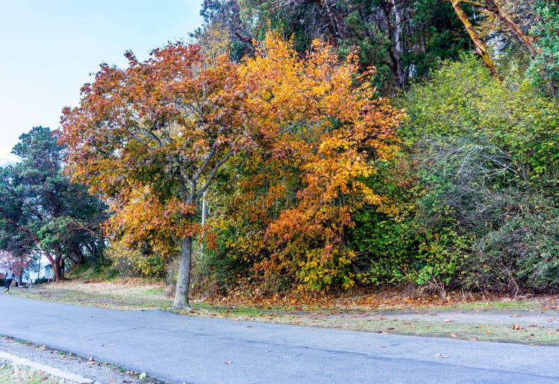 Fall Lincoln Park Walkway 3 Stock Image - Image of nature, park: 262098639