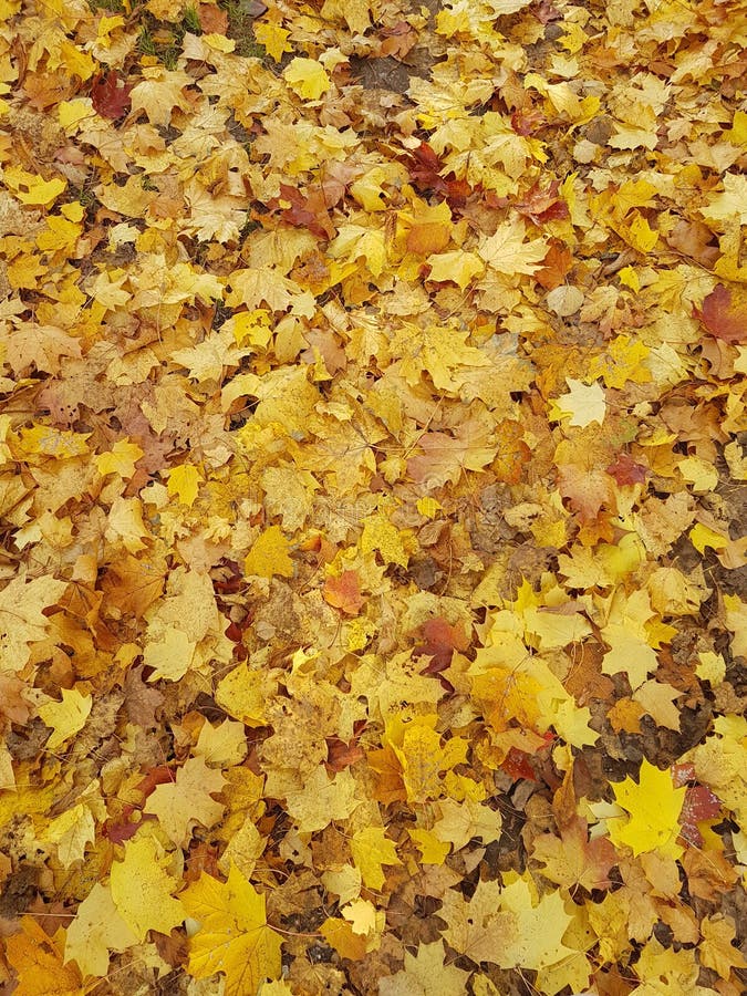 Fall in Lithuania stock image. Image of amazing, beautiful - 117788901