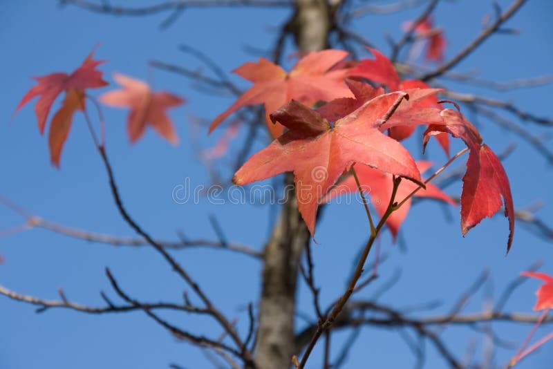 Fall lmaple eaves stock image. Image of leaf, maple, tree - 11764675