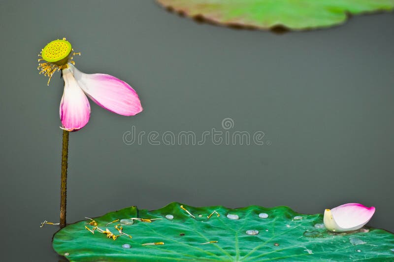 Fall lotus stock photo. Image of natural, flower, droplets - 56025768