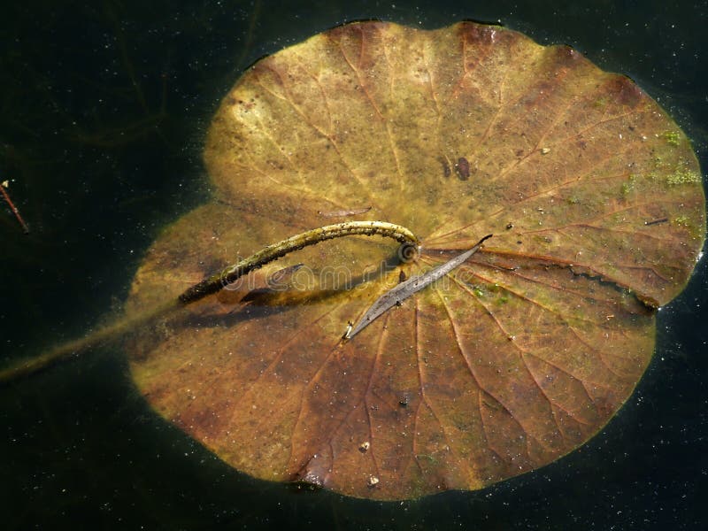 The fall of the lotus leaf stock photo. Image of fall - 80297358
