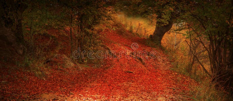 Magic Road in the Autumn Forest Stock Photo - Image of season, beam ...