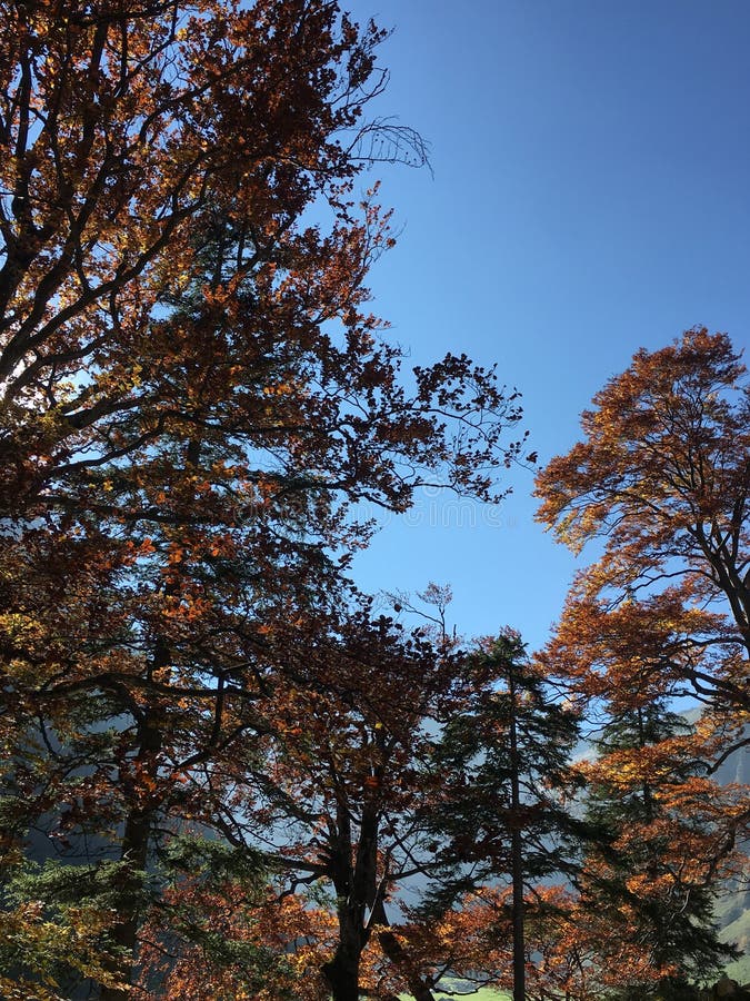 Fall make lives stock image. Image of atmosphere, switzerland - 213093107