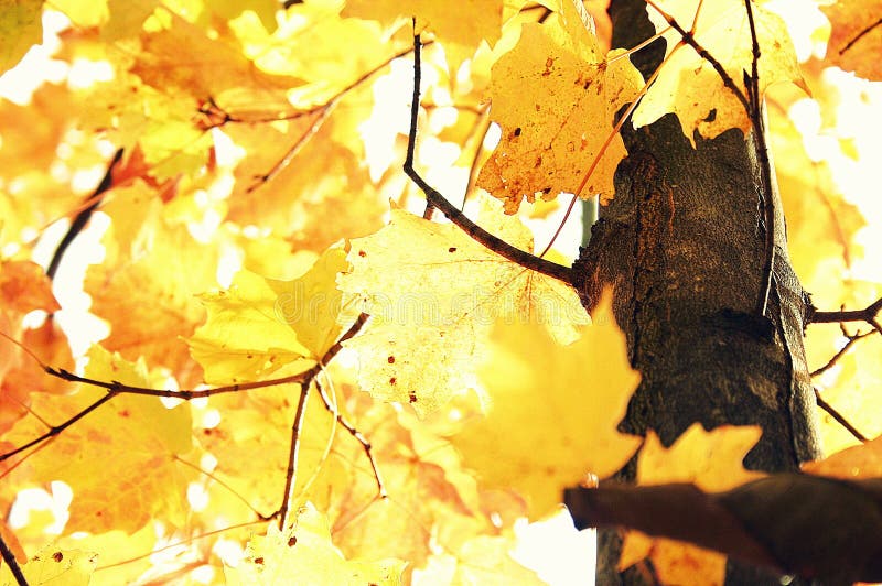 Fall male stock image. Image of tree, looking, male, maple - 75979809