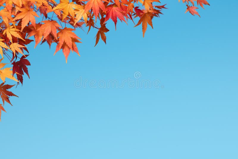 Fall Maple Branches with Leaves on Blue Sky Background Stock Image ...