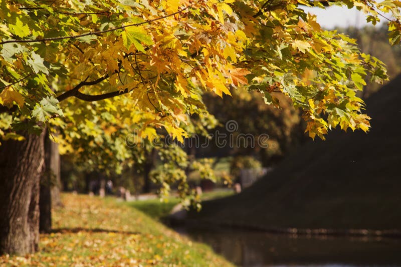 Fall maple foliage stock photo. Image of foreground, landscape - 87113802