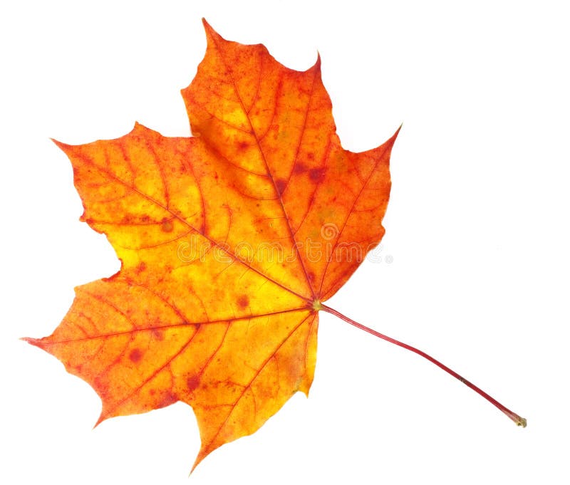 Fall Maple Leaf stock photo. Image of tree, foliage, leaf - 15636452