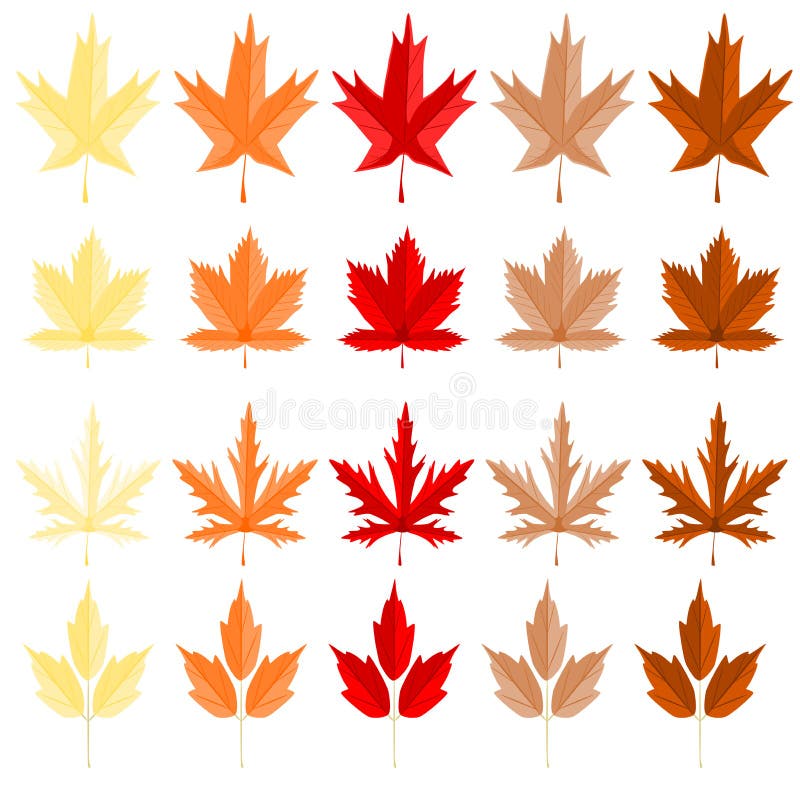 Fall Maple Leaf Color Collection Set Stock Vector - Illustration of ...
