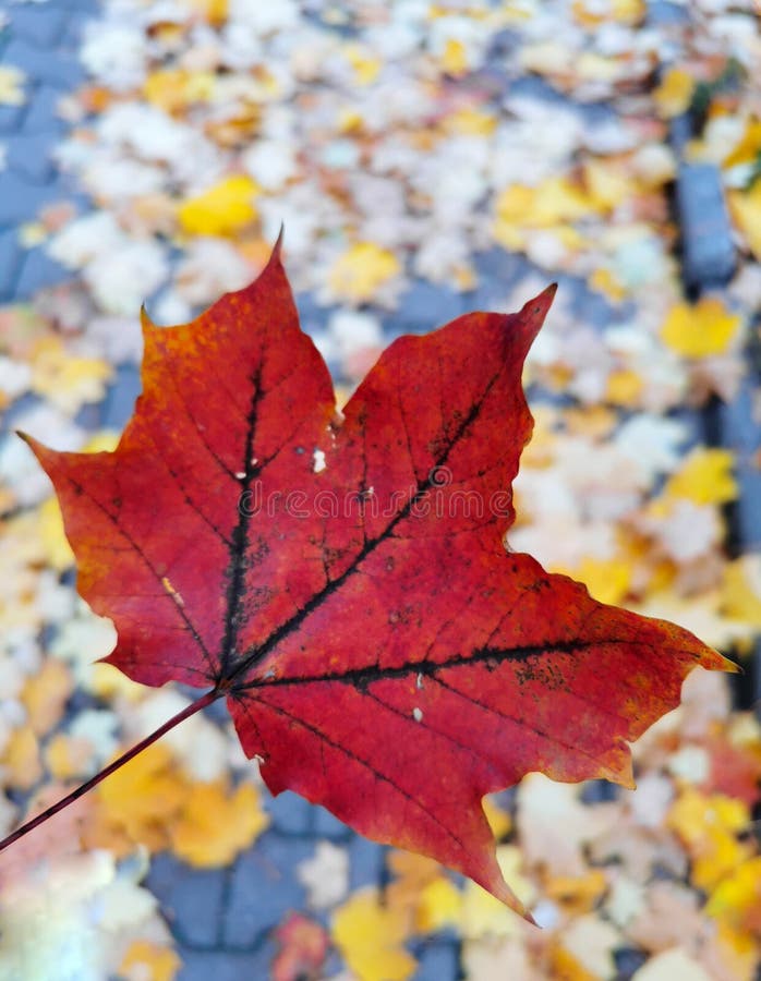Fall Maple Leaf. stock photo. Image of autumn, environment - 200093166