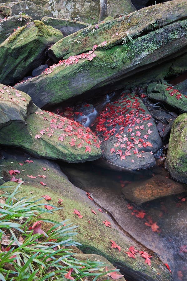 Fall Maple Leaf on the Rock in Deep Forest. Stock Photo - Image of ...