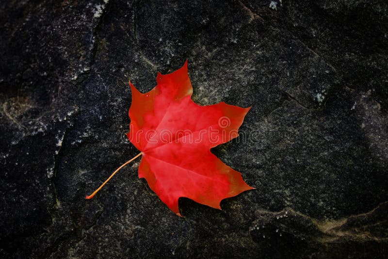 Fall Maple Leaf on Rough Rock in Wilderness Autumn Stock Photo - Image ...