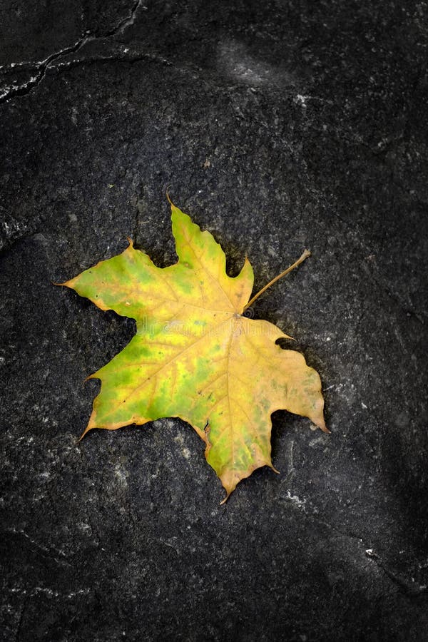 Fall Maple Leaf on Rough Rock in Wilderness Autumn Stock Image - Image ...