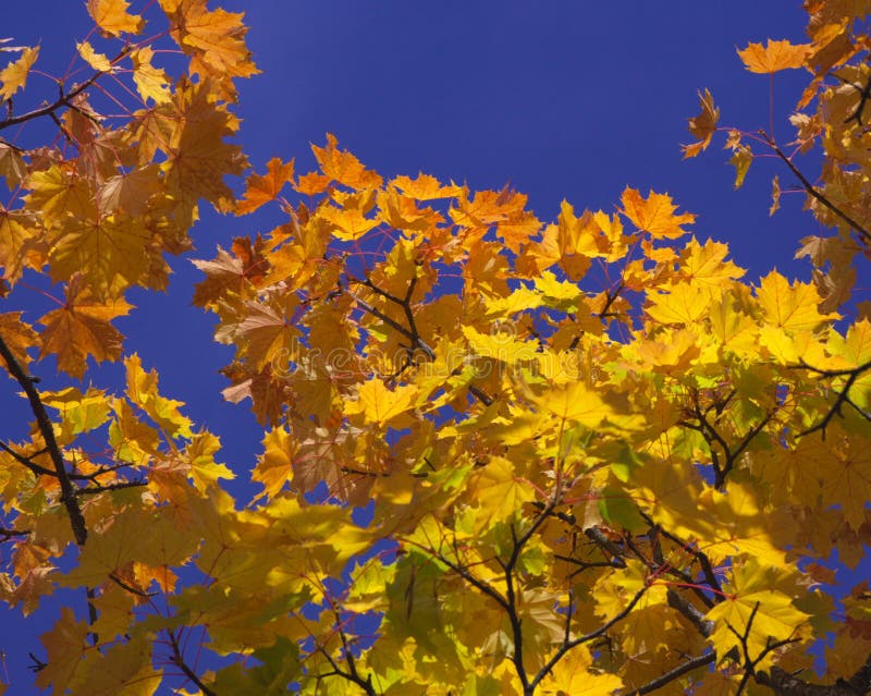 Fall maple stock photo. Image of nature, close, colourful - 2018292