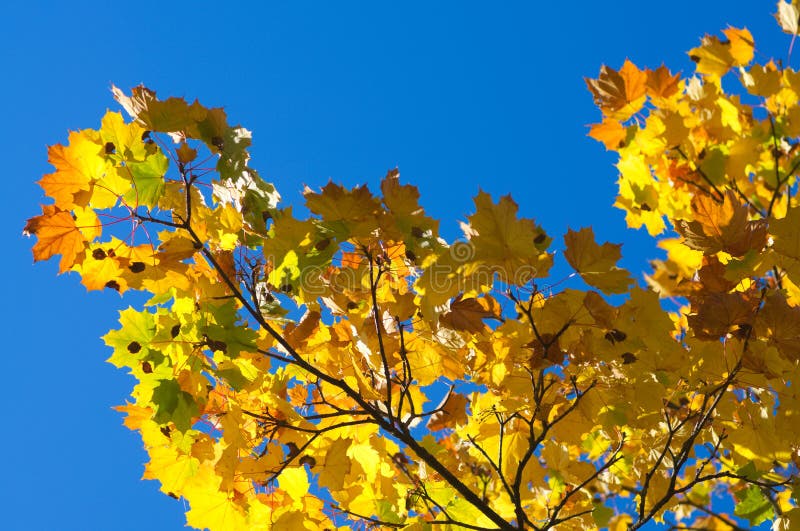 Fall Maple Leafs in Blue Sky Stock Image - Image of fallen, fall: 102609793