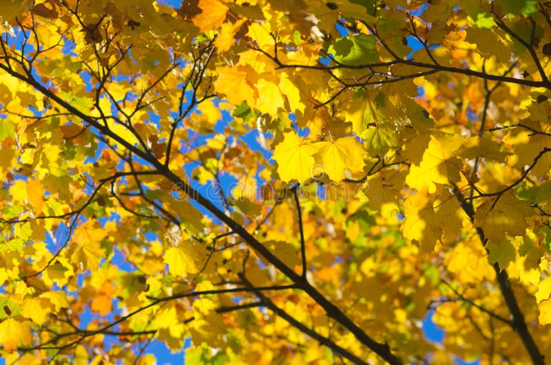 Fall maple leafs stock photo. Image of foliage, autumn - 102610002