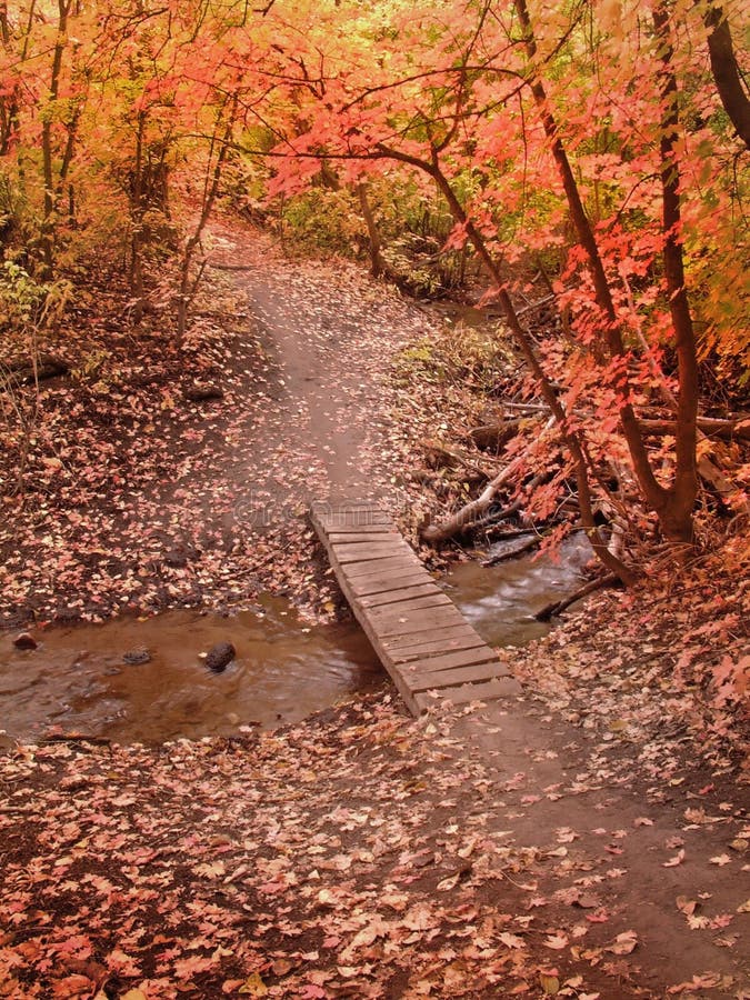 Fall Maple Leaves stock image. Image of bark, background - 1812447
