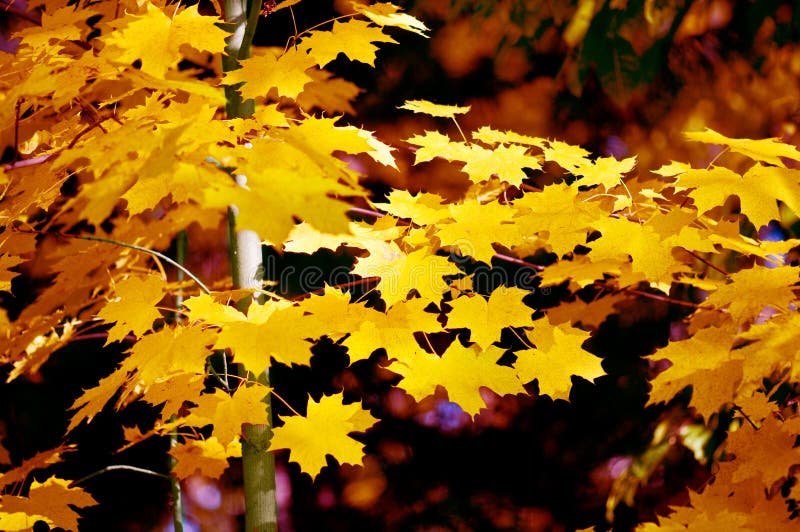 Maple Branch with Fall Leaves Stock Image - Image of colored, branch ...
