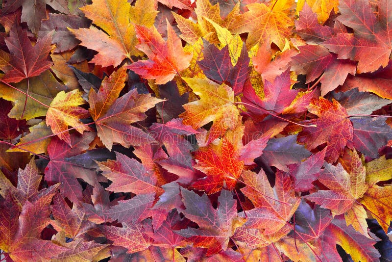 Maple Leaves Mixed Fall Colors Background 2 Stock Image - Image of ...