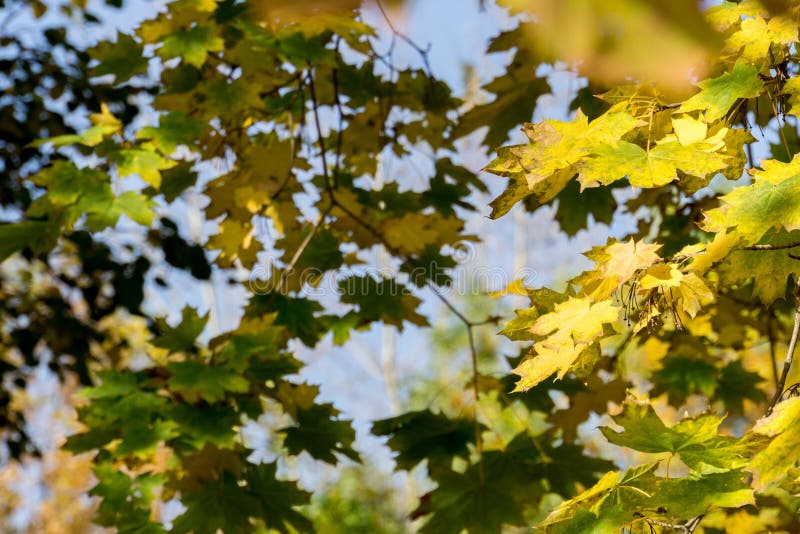 Fall Maple Leaves on Branches Stock Photo - Image of landscape, rural ...