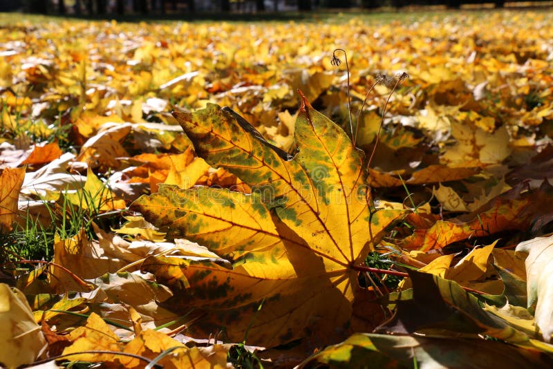 Fall maple leaves stock photo. Image of colored, autumn - 65082596