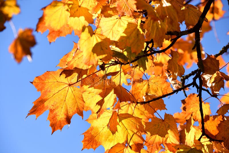 Fall maple leaves stock photo. Image of light, layered - 101985420