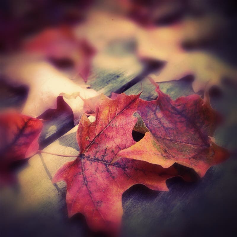 Fall Maple Leaves on Deck. Soft Focus. Square Format. Stock Photo ...