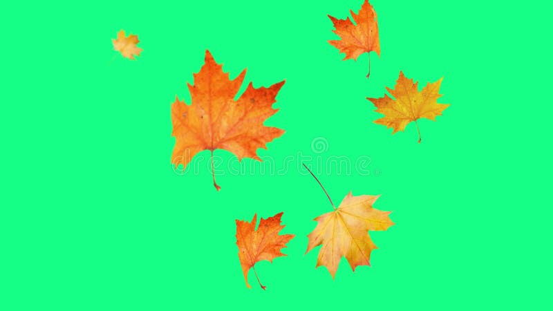 Fall Maple Leaves on Green for Chroma Key Overlay Stock Footage - Video ...
