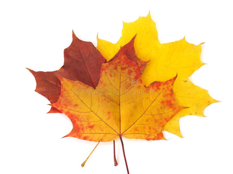 Fall Maple Leaves on White Background Stock Photo - Image of design ...