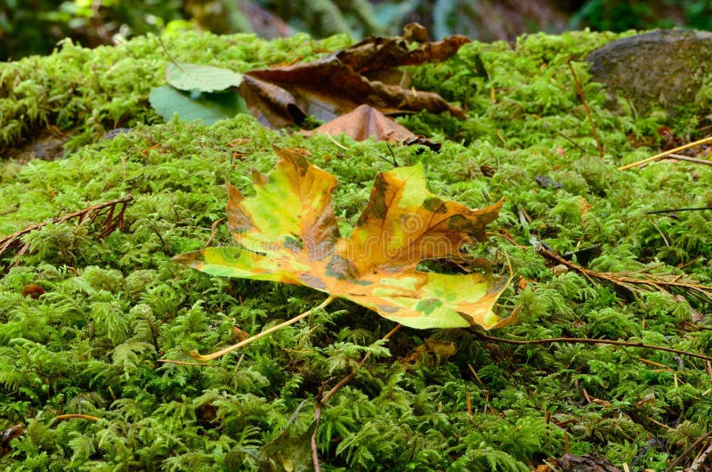 Fall Maple on Moss stock photo. Image of national, stone - 22139400