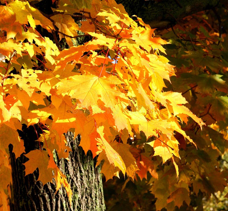 Fall maple tree stock photo. Image of seasonal, trees - 3396682