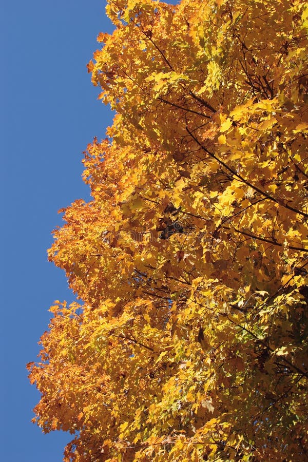 Maple Tree Against Blue Sky Stock Photo - Image of postcards, beautiful ...