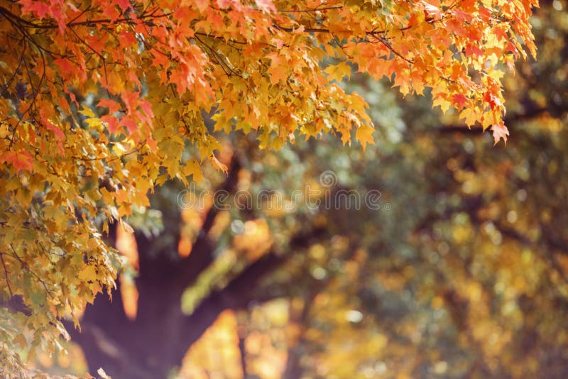 Fall Maple Tree Background stock image. Image of colored - 31032139