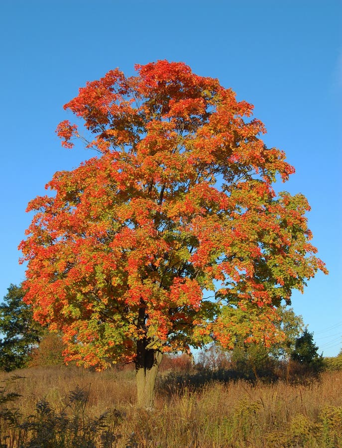 Fall Maple Tree with Blue Sky Stock Photo - Image of yellow, october ...