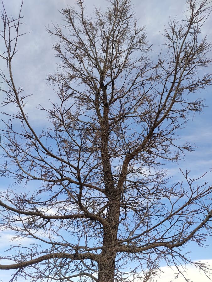 Fall Maple Tree in Clear Blue and White Skies Stock Image - Image of ...