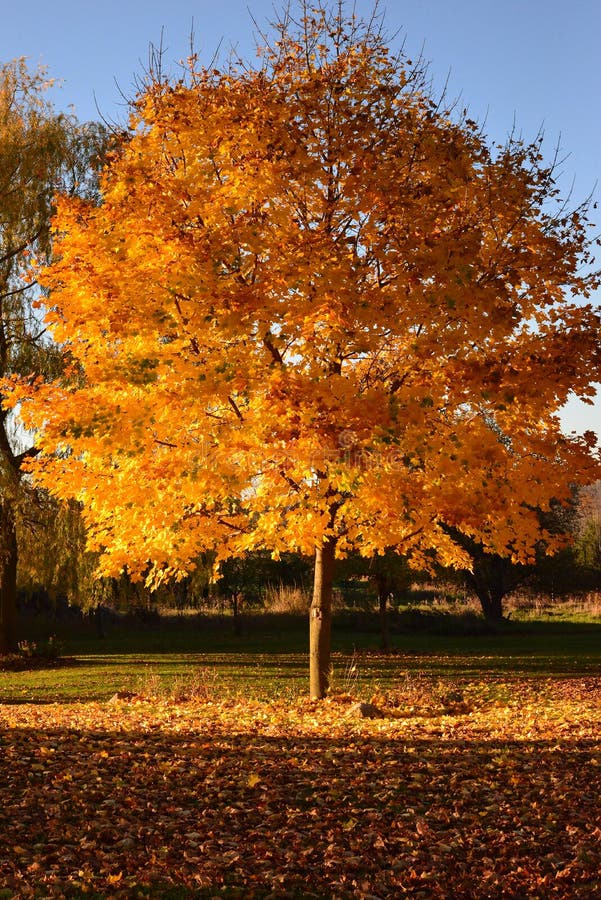 Fall Maple tree colors stock photo. Image of colors, tree - 66158106