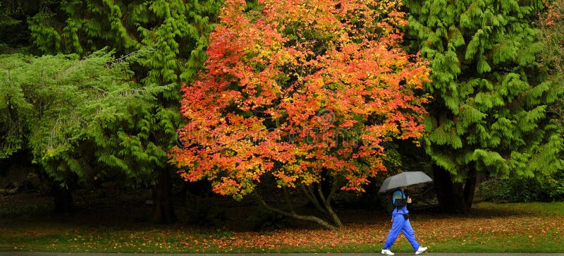 Fall Maple Tree in Green Park with Person Walking Holding Umbrella in ...