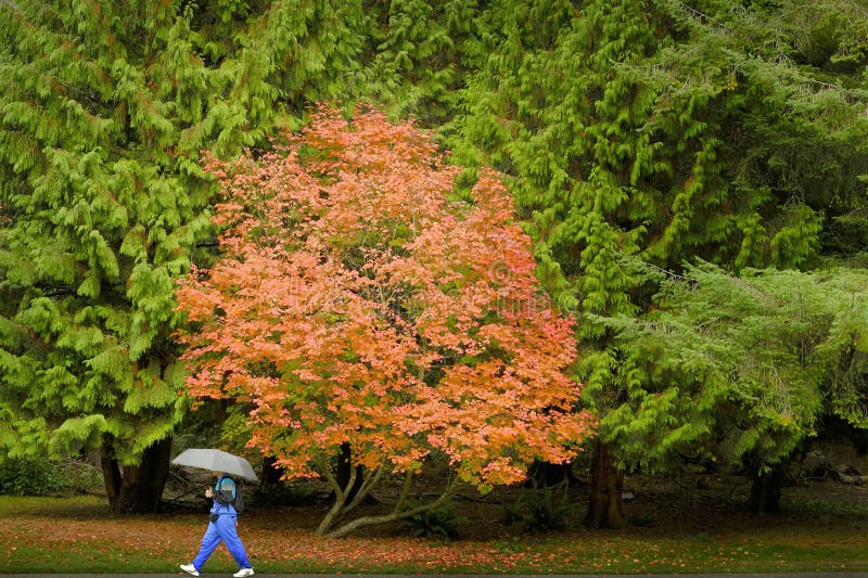 Fall Maple Tree in Green Park with Person Walking Holding Umbrella in ...