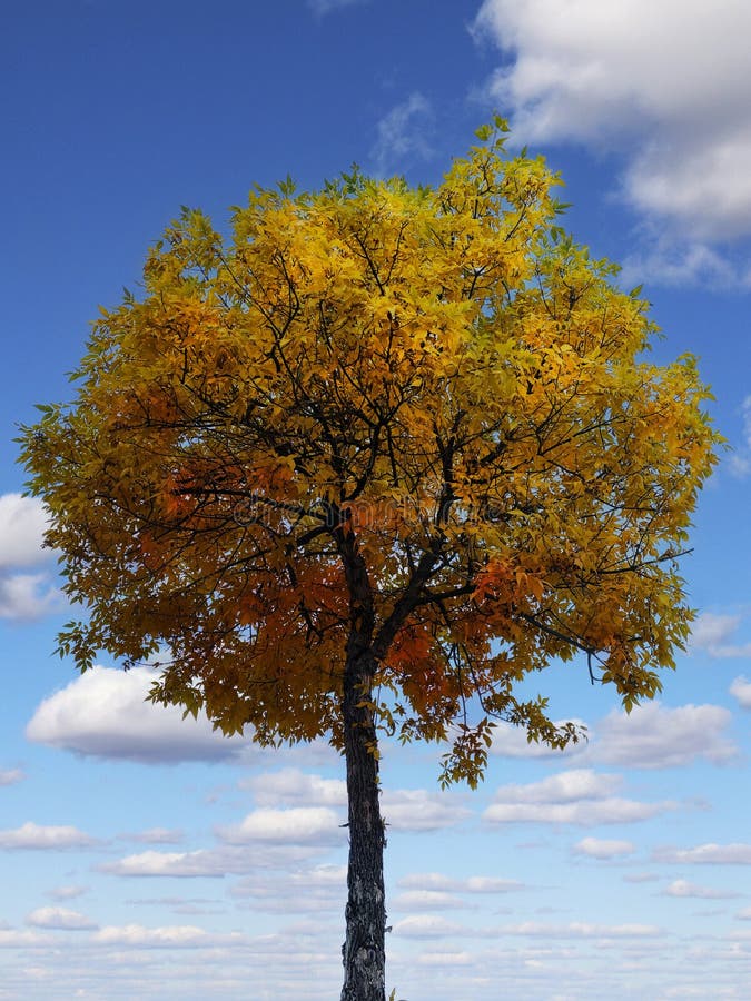 Fall Maple Tree Leaf Changing Color Leaves Seasons Autumn Trees Holiday ...