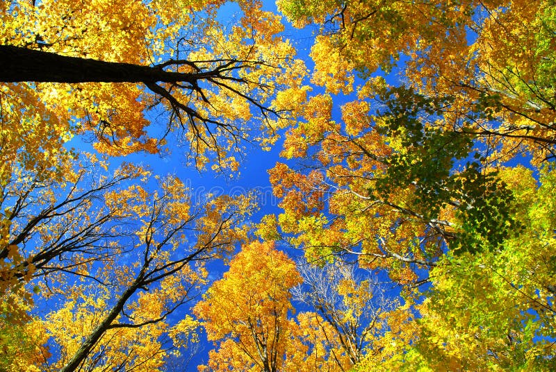 Fall maple trees stock image. Image of natural, october - 3581037